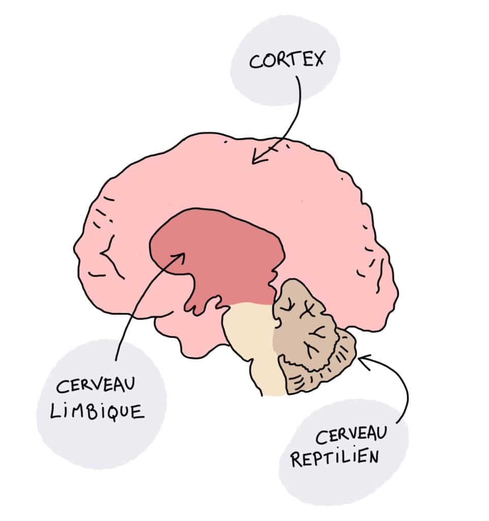 🧠 Une tête, trois cerveaux